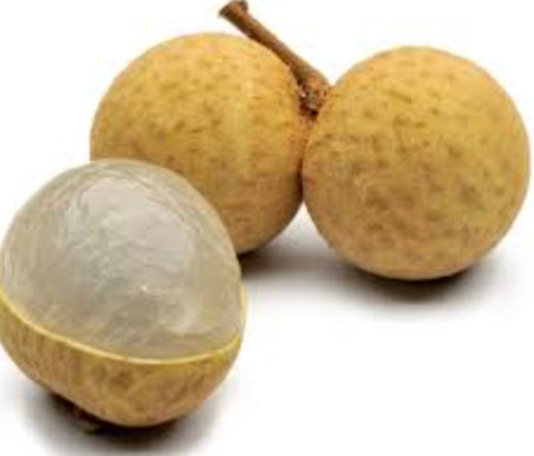 Logans - 5 LBS - the Actual Fruit - Etsy