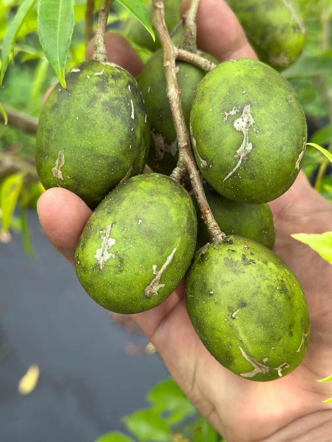 3LBS Fresh Dwarf June Plums - Always Freshly Picked - ** We Are ...