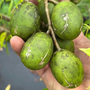 3LBS Fresh Dwarf June Plums - Always Freshly Picked - ** Pre Orders ...