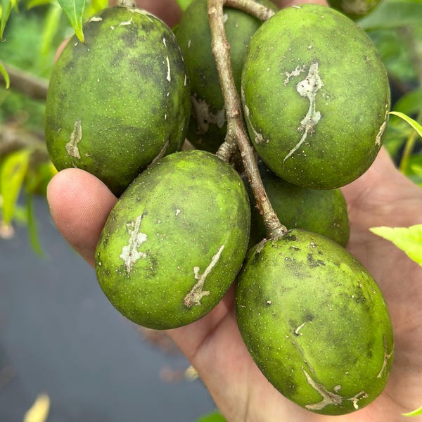 Dwarf June Plum - Etsy