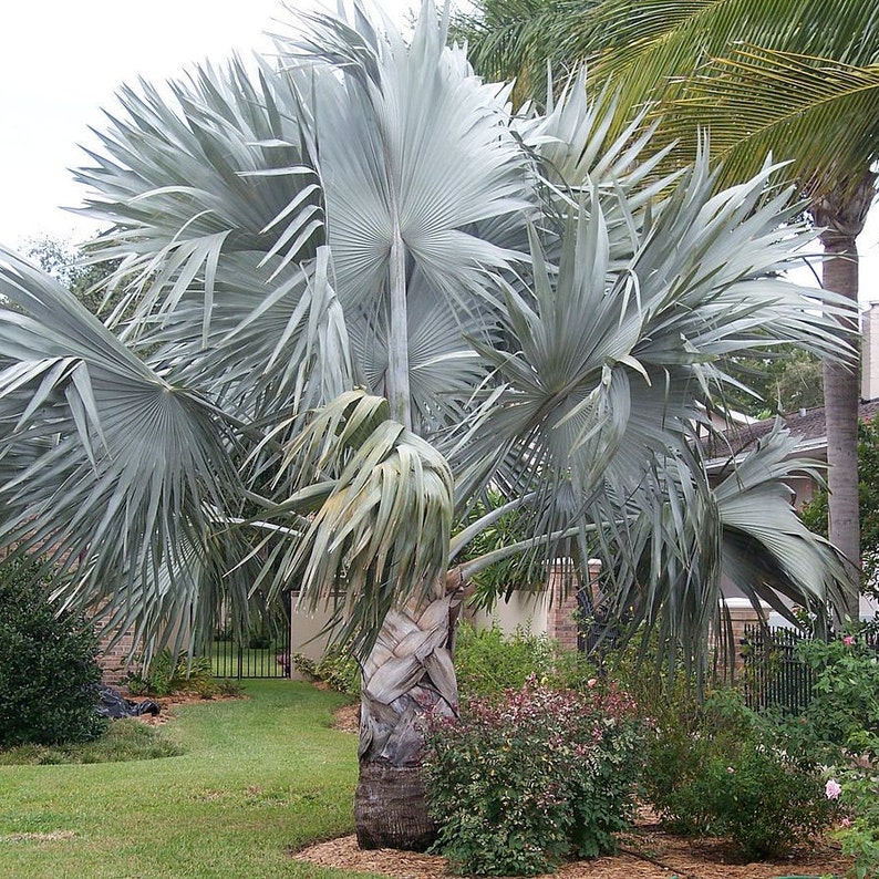 Silver Bismark Palm Tree Germinated Seed | Etsy Silver Bismark Palm Tree Germinated Seed | Etsy