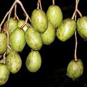 3LBS Fresh Dwarf June Plums - Always Freshly Picked - ** Pre Orders ...