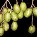 3LBS Fresh Dwarf June Plums - Always Freshly Picked - ** Pre Orders ...