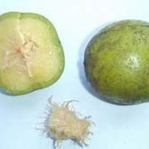 Fresh Dwarf June Plums 5 Lbs- Always Freshly Picked - ** We Are ...