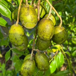 3LBS Fresh Dwarf June Plums - Always Freshly Picked - ** Pre Orders ...