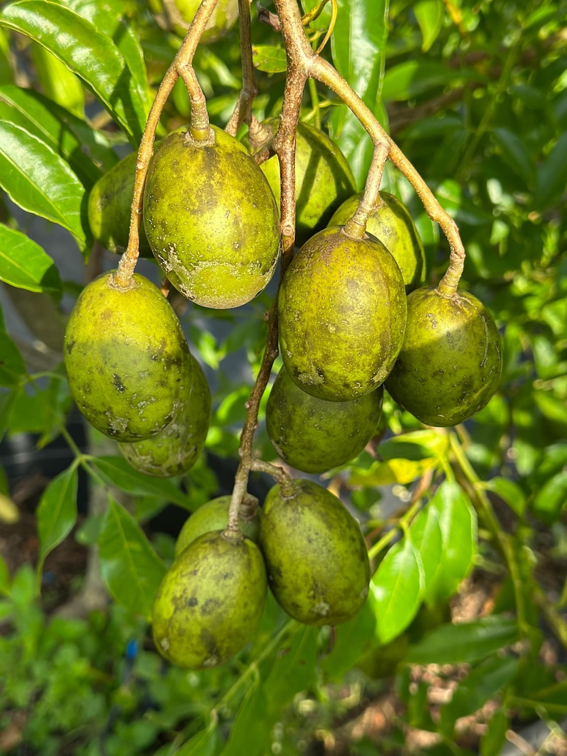 3LBS Fresh Dwarf June Plums - Always Freshly Picked - ** Pre Orders ...