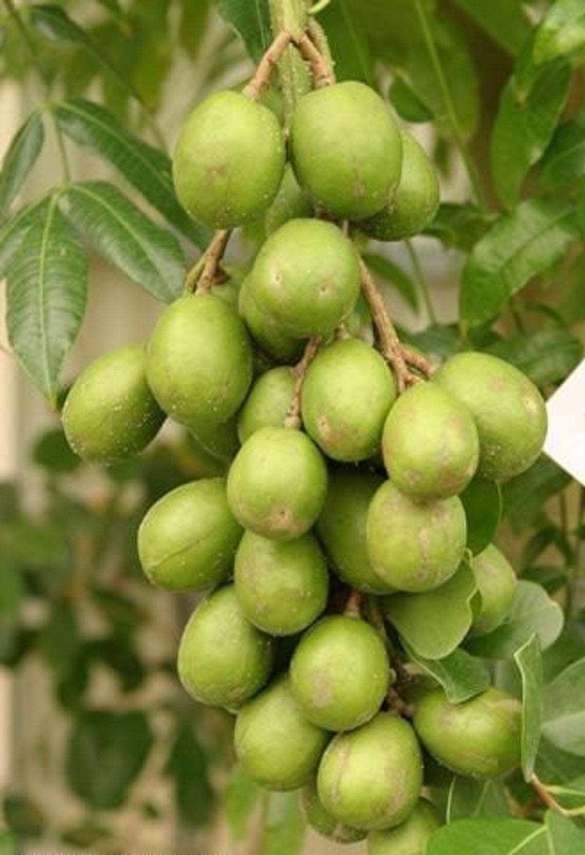 3LBS Fresh Dwarf June Plums Always Freshly Picked 3 Lbs - Etsy