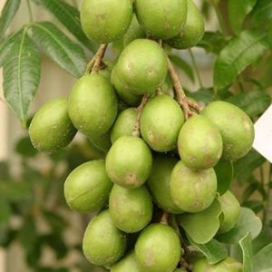 3LBS Fresh Dwarf June Plums - Always Freshly Picked - ** Pre Orders ...