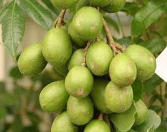 Fresh Dwarf June Plums 5 Lbs Always Freshly Picked 5 Lbs - Etsy