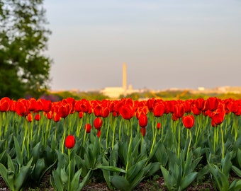 Washington DC Photography US Capitol Washington Monument - Etsy