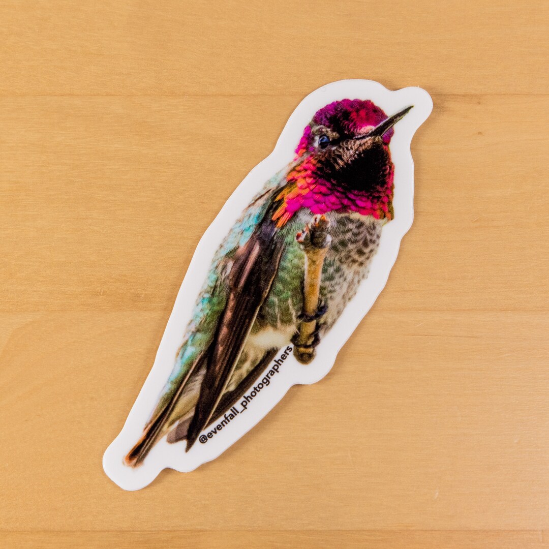 Hummingbird Waterproof Sticker | Vinyl Anna's Hummingbird Glossy ...