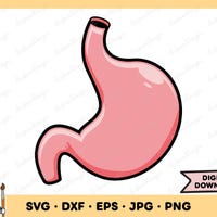 Digestive System SVG Bundle, Anatomy Clipart (digital Download) - Etsy