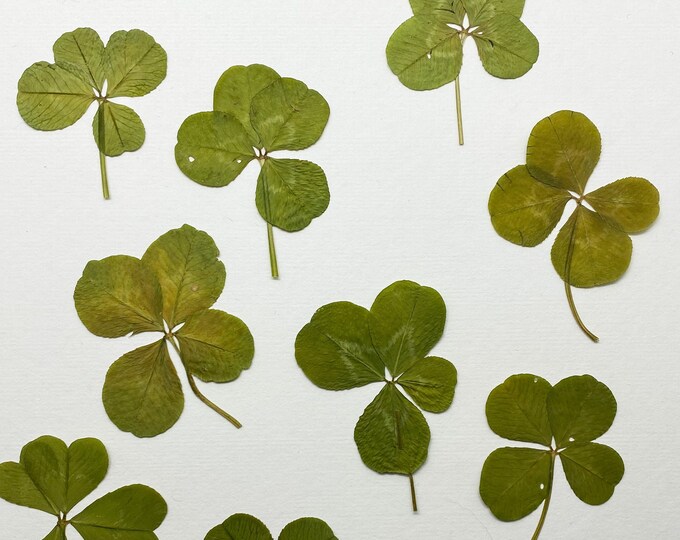 Pressed Four Leaf Clover Pack not Perfect Clovers Real - Etsy