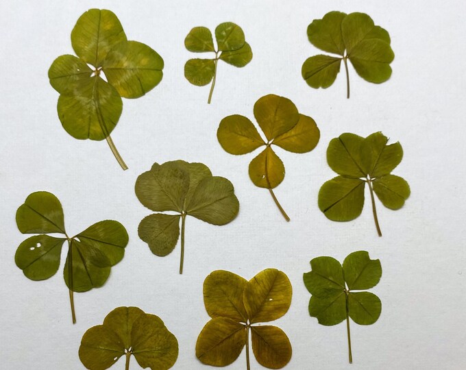Pressed Four Leaf Clover Pack not Perfect Clovers, Real Clovers for ...