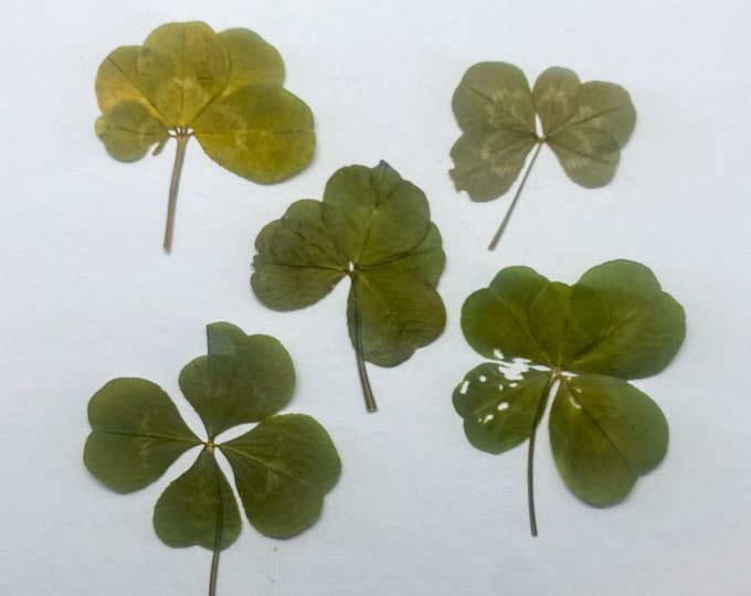 Pressed Four Leaf Clover Pack (not Perfect Clovers), Real Clovers for ...