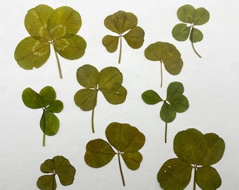 Pressed FIVE Leaf Clover Pack not Perfect Clovers, Real Clovers for ...