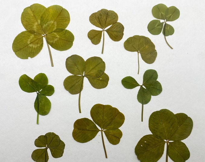 Pressed Four Leaf Clover Pack not Perfect Clovers, Real Clovers for ...