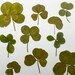 Pressed Four Leaf Clover Pack not Perfect Clovers, Real Clovers for ...