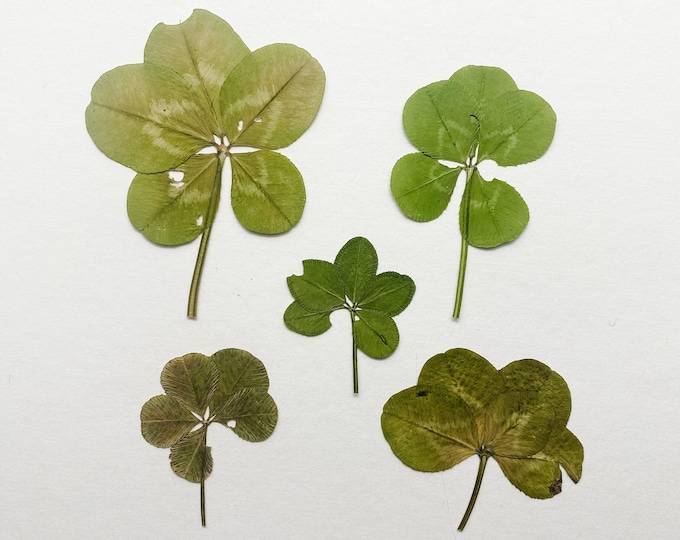 Pressed Four Leaf Clover Pack not Perfect Clovers, Real Clovers for ...