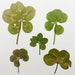 Pressed FIVE Leaf Clover Pack (not Perfect Clovers), Real Clovers for ...