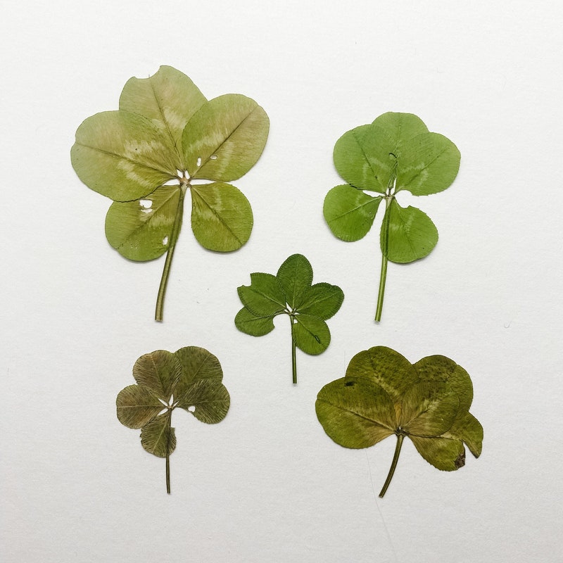 Dried 4 Leaf Clover - Etsy