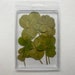 Pressed Four Leaf Clover Pack not Perfect Clovers, Real Clovers for ...