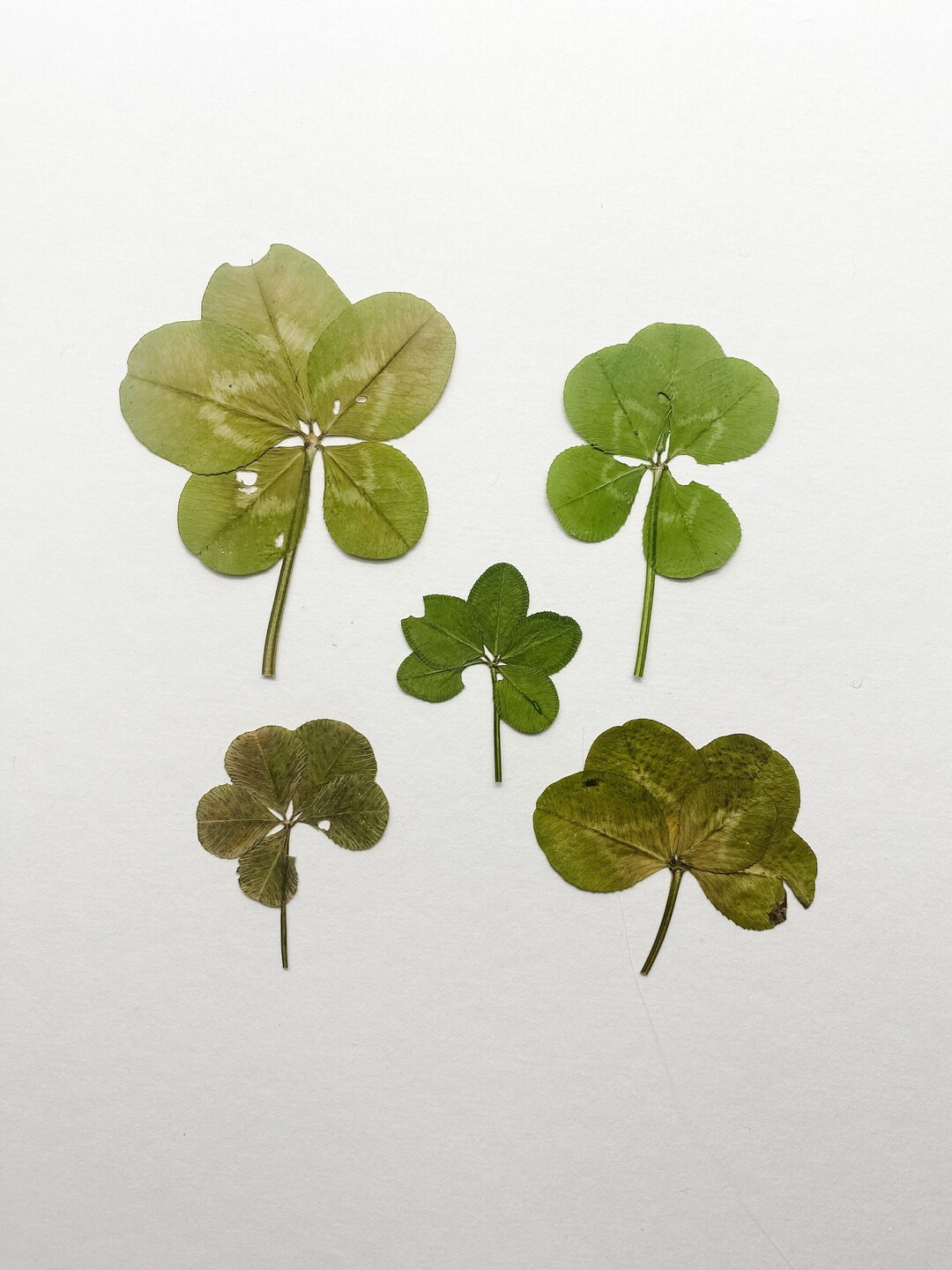 Pressed FIVE Leaf Clover Pack (not Perfect Clovers), Real Clovers for ...