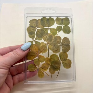 Pressed Four Leaf Clover Pack (not Perfect Clovers- Pack "b"), Real ...