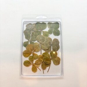 Pressed Four Leaf Clover Pack (not Perfect Clovers- Pack "b"), Real ...