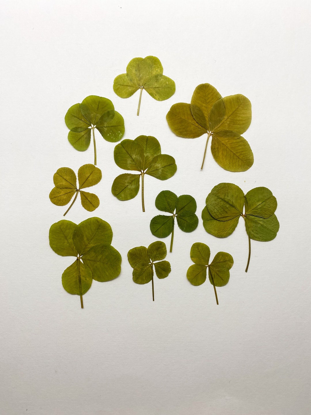 Pressed Four Leaf Clover Pack perfect Clovers Real Clovers - Etsy