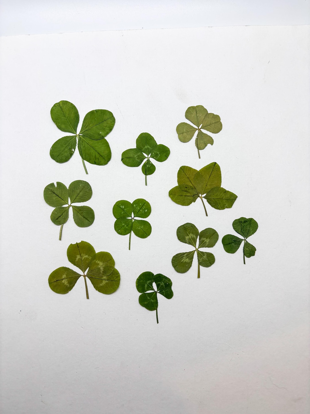 Pressed Four Leaf Clover Pack (not Perfect Clovers- Pack "f"), Real ...
