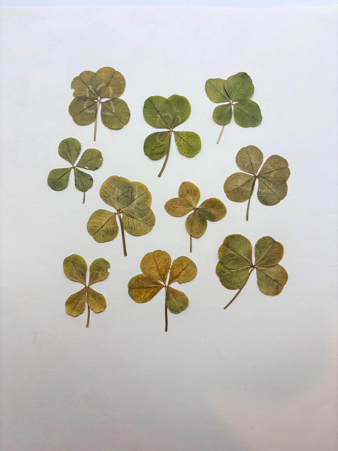 Pressed Four Leaf Clover Pack (not Perfect Clovers- Pack "b"), Real ...