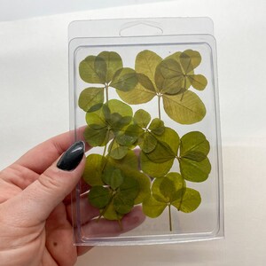 Pressed Four Leaf Clover Pack perfect Clovers Real Clovers - Etsy