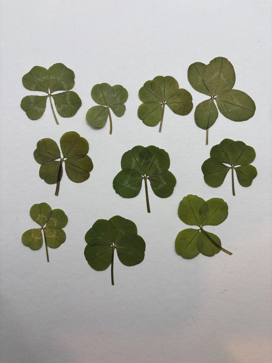 Pressed Four Leaf Clover Pack, (perfect Clovers), Real Clovers for ...