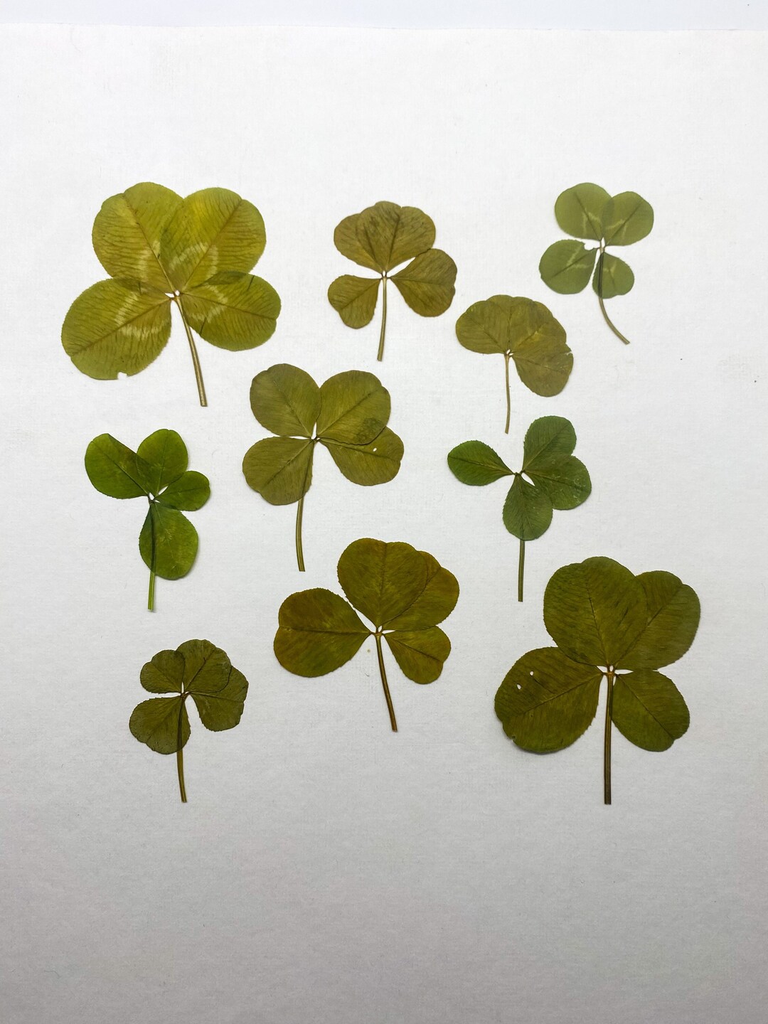 Pressed Four Leaf Clover Pack not Perfect Clovers, Real Clovers for ...