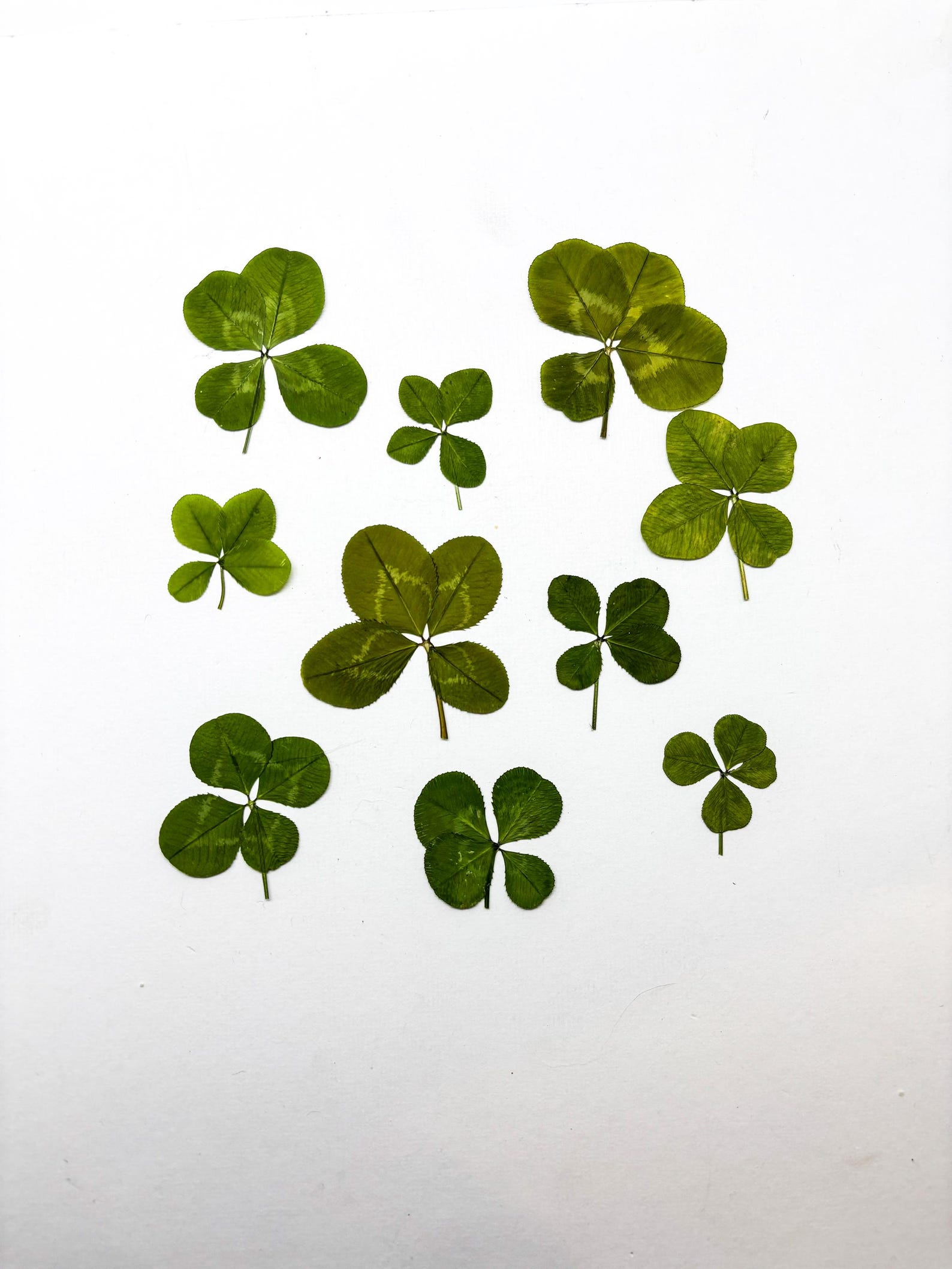 Pressed Four Leaf Clover Pack, (perfect Clovers) Pack "b", Real Clovers ...