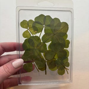 Pressed Four Leaf Clover Pack, (perfect Clovers), Real Clovers for ...