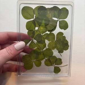 Pressed Four Leaf Clover Pack (not Perfect Clovers), Real Clovers for ...