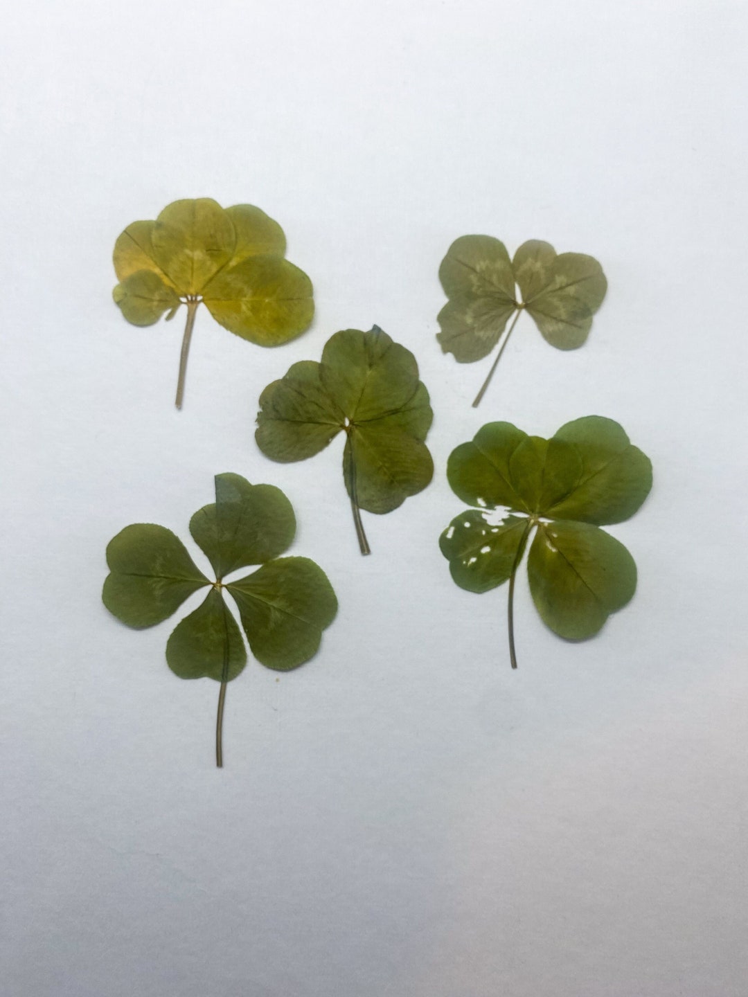 Pressed FIVE Leaf Clover Pack (not Perfect Clovers), Real Clovers for ...