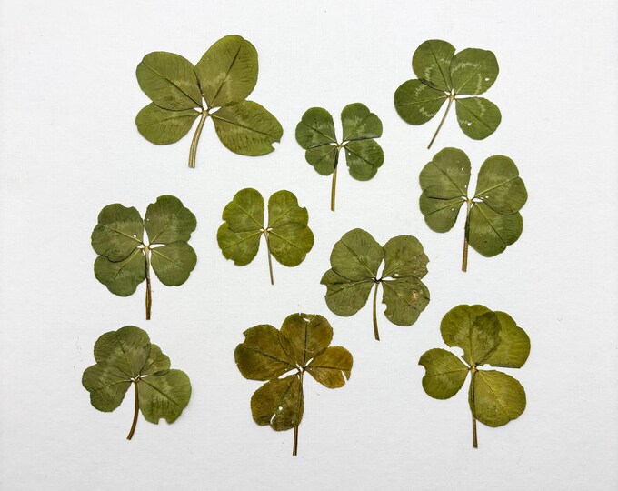 Pressed Four Leaf Clover Pack (not Perfect Clovers- Pack "b"), Real ...