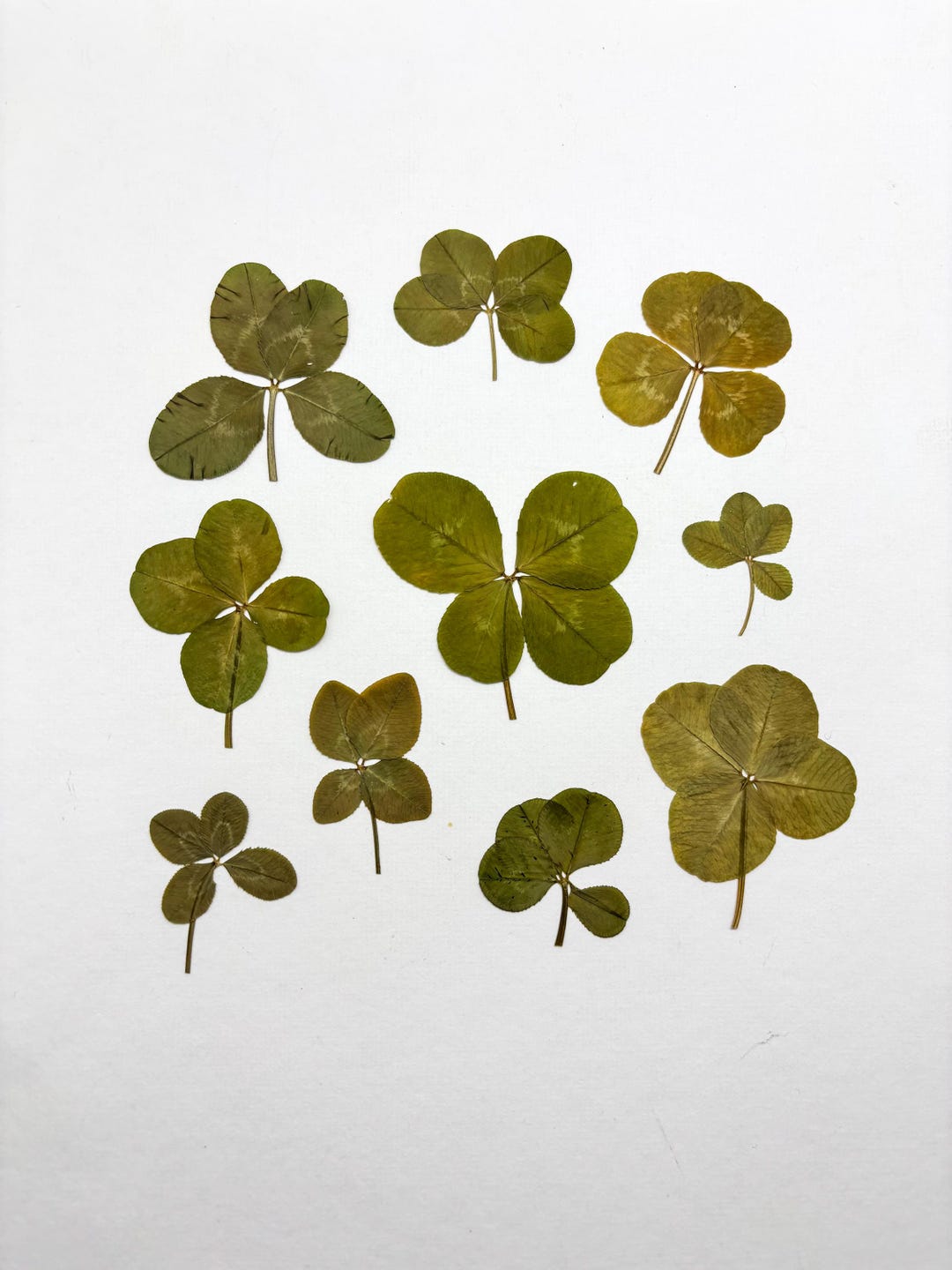Pressed Four Leaf Clover Pack, (perfect Clovers), Real Clovers for ...