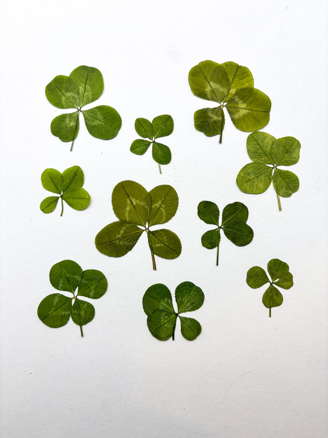 Pressed Four Leaf Clover Pack, (perfect Clovers) Pack "b", Real Clovers ...