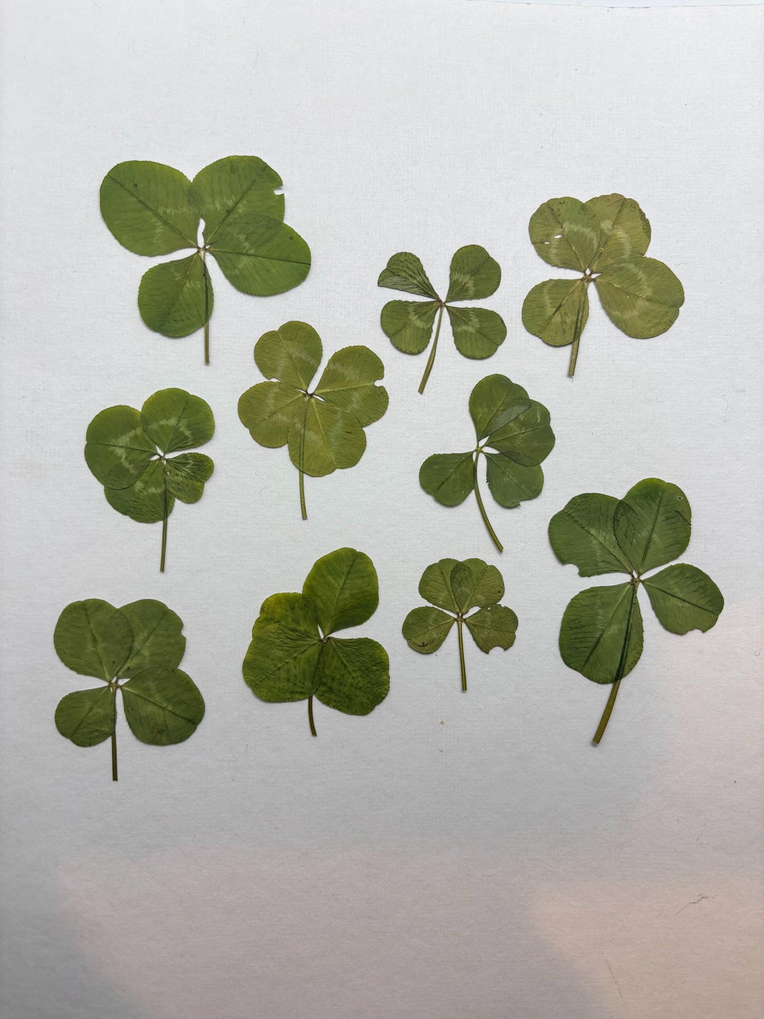 Pressed Four Leaf Clover Pack (not Perfect Clovers), Real Clovers for ...