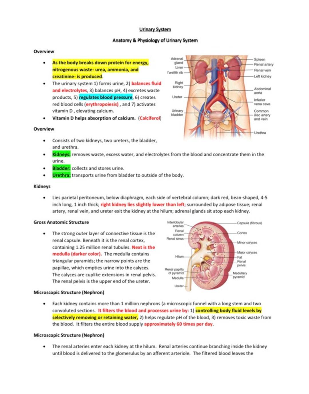 Urinary System Study Guide - Etsy