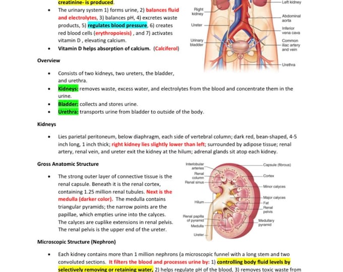 NURSING NOTES Urinary Care & Catheterization - Etsy