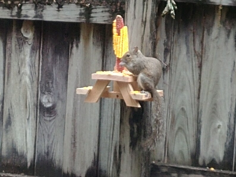 Squirrel Picnic Table Feeder Side Mounted 100% Cedar | Etsy
