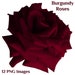 Burgundy Roses PNG Bundle, 12 Maroon Roses Images, Printable Roses ...
