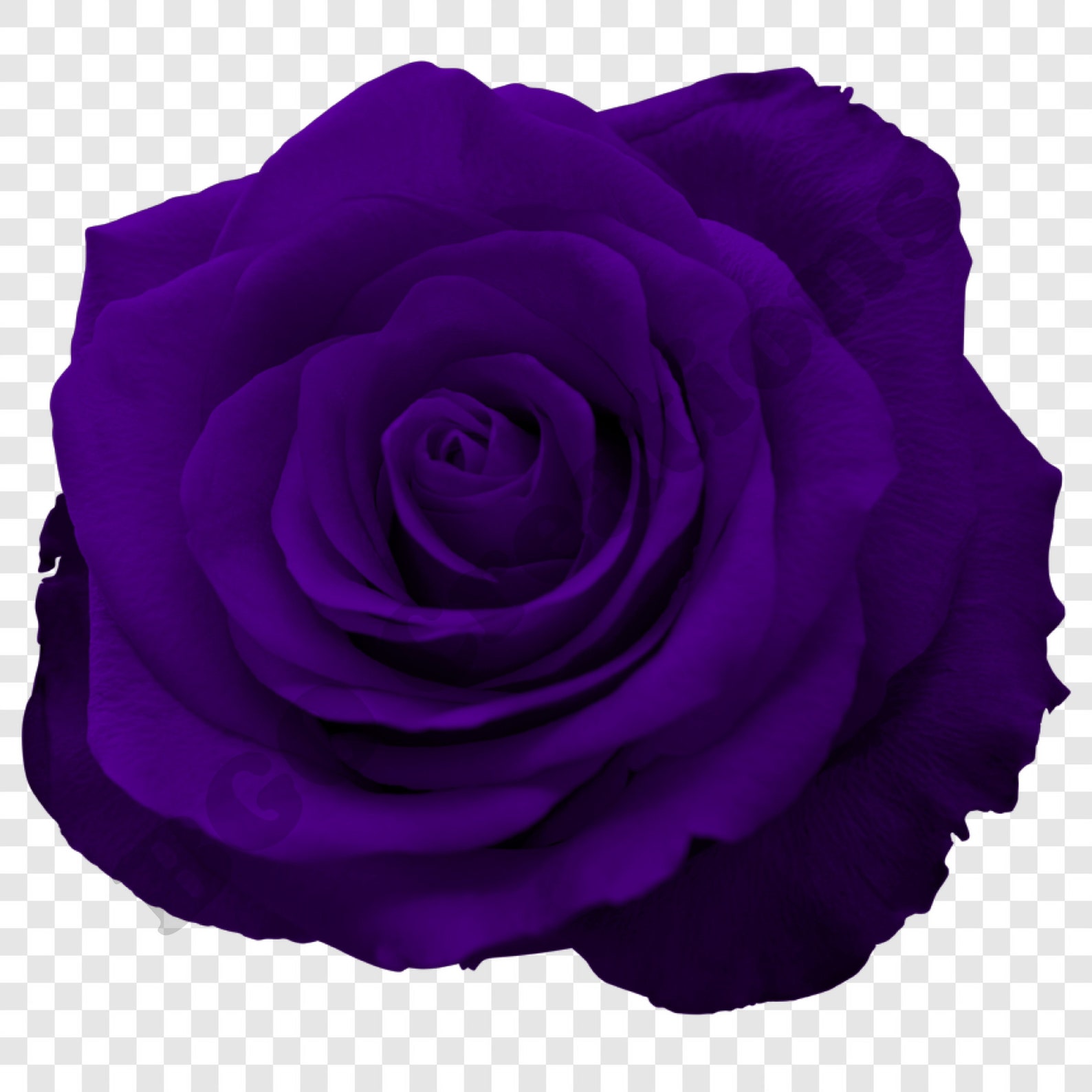 Indigo Roses PNG Bundle, 12 Purple Roses Images, Printable Roses ...