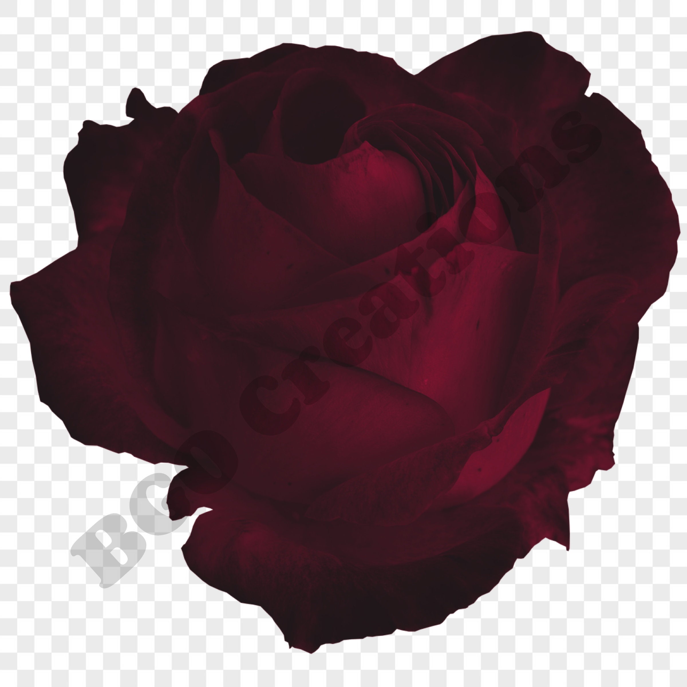 Burgundy Roses PNG Bundle, 12 Maroon Roses Images, Printable Roses ...