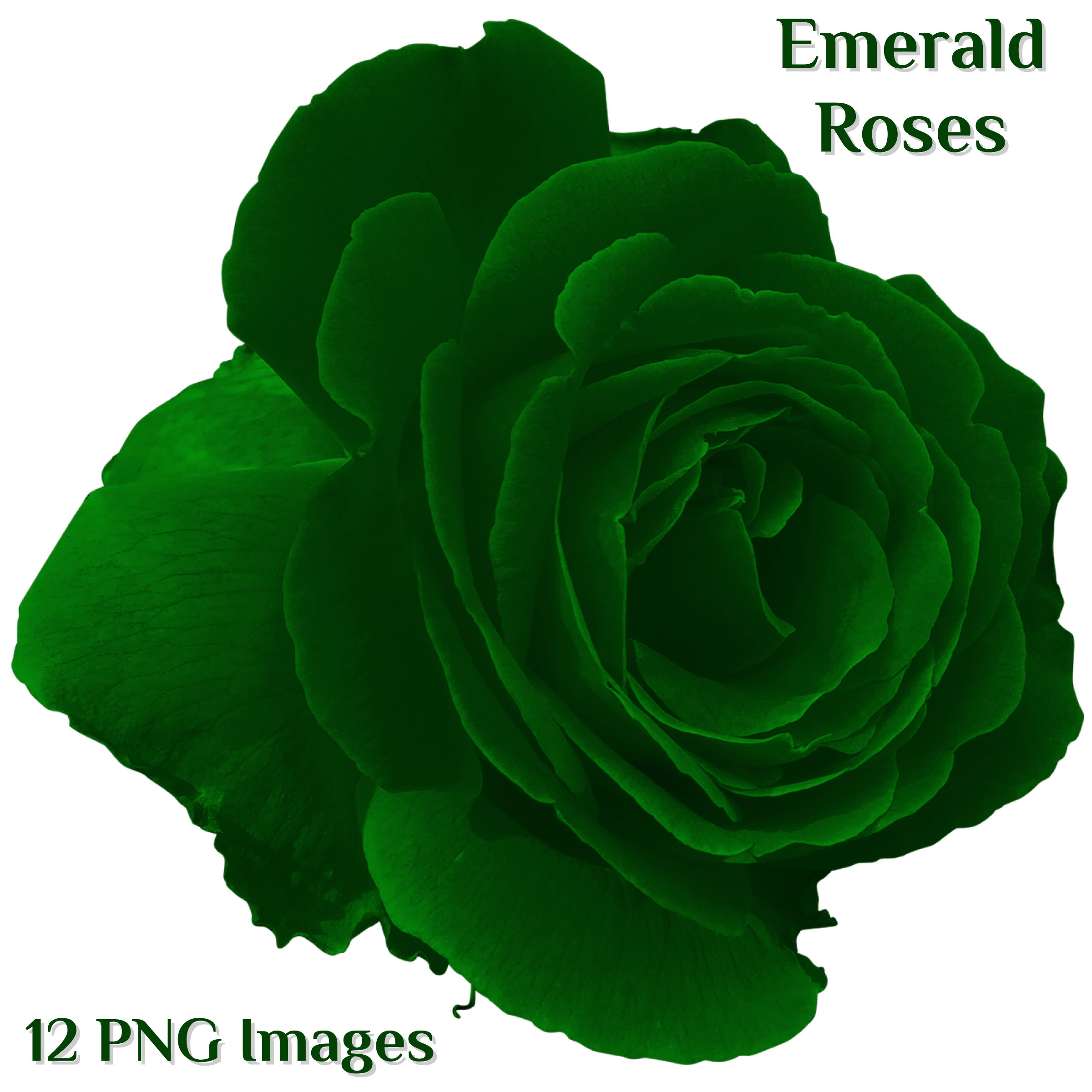 Emerald Roses PNG Bundle, 12 Green Roses Images, Printable Roses ...